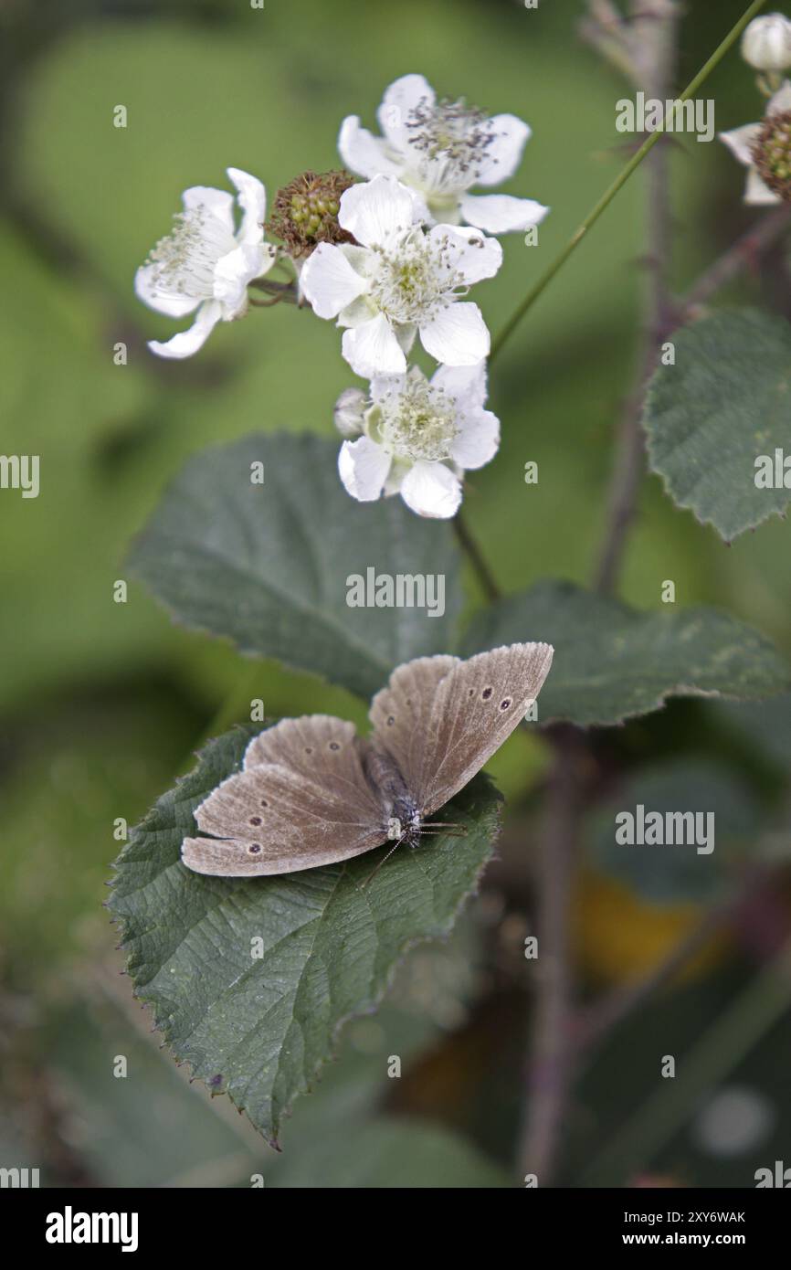 Chimney sweep bird hi-res stock photography and images - Alamy