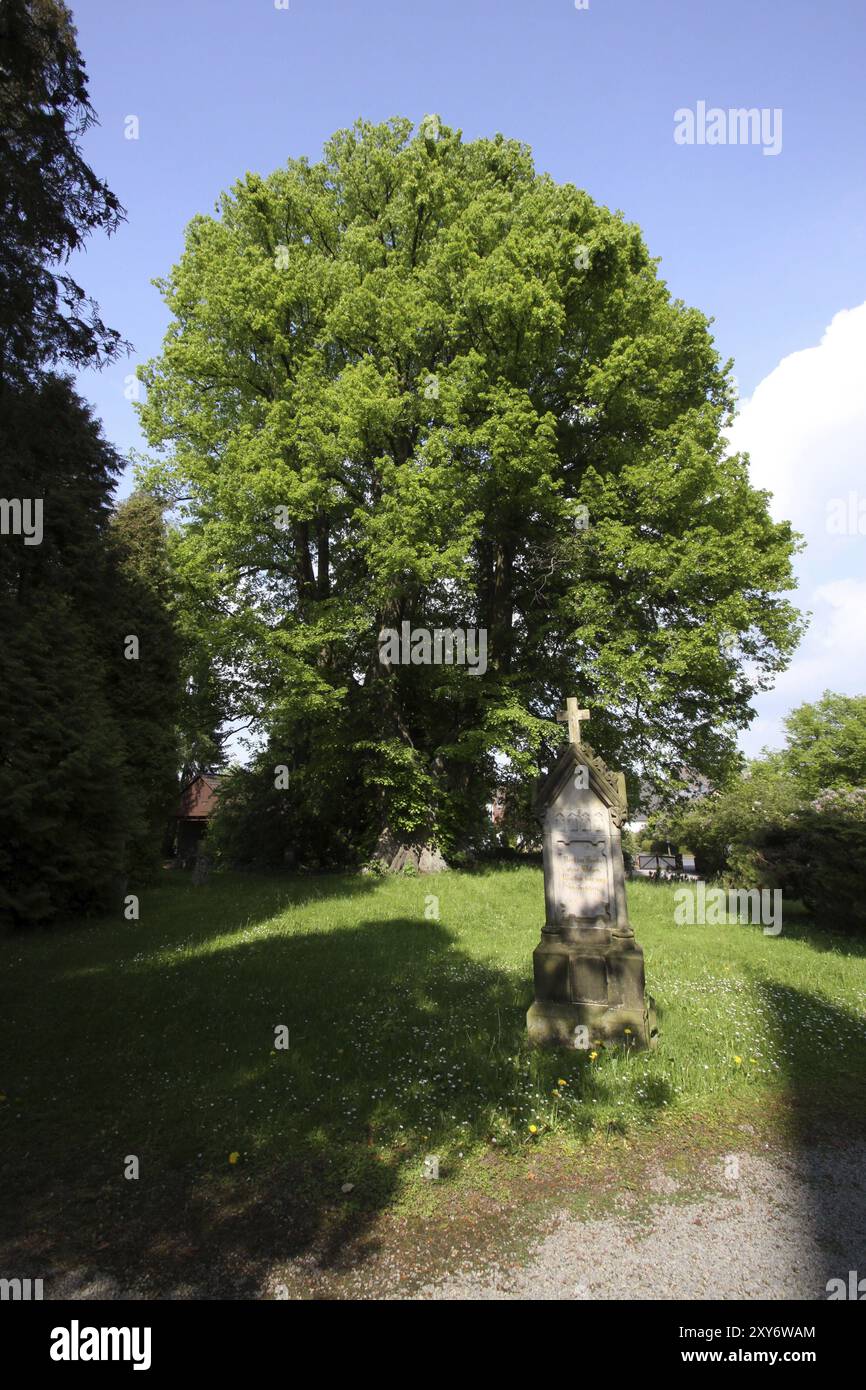 Ancient lime tree tilia hi-res stock photography and images - Alamy