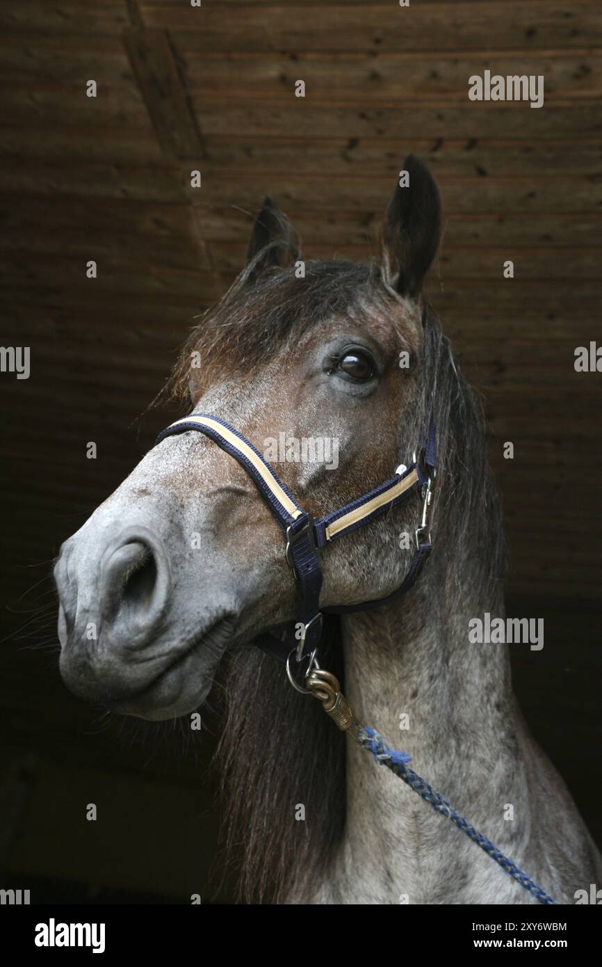 Dapple grey saddle horse hi-res stock photography and images - Alamy