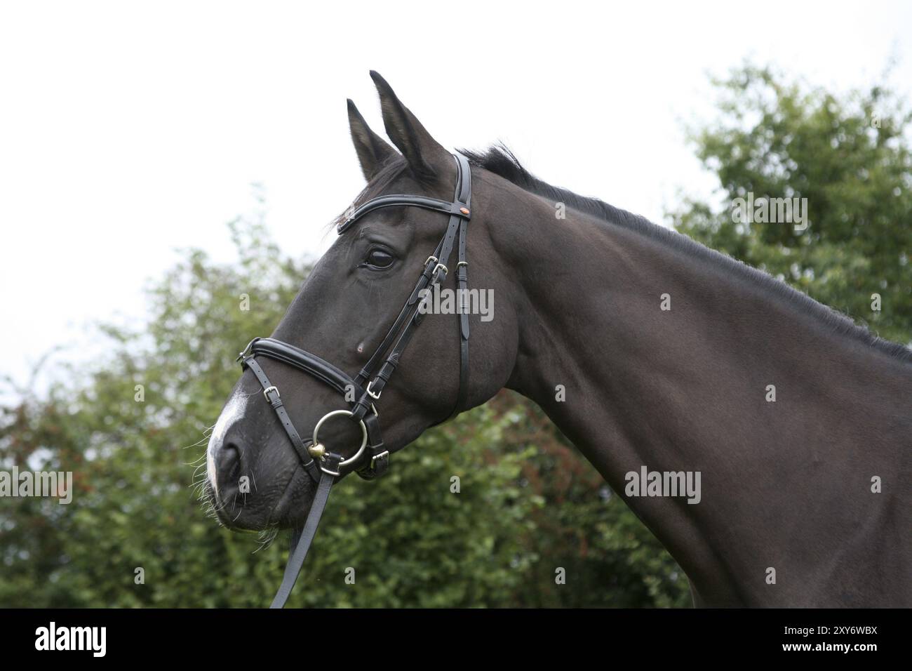 Noble animal hi-res stock photography and images - Alamy