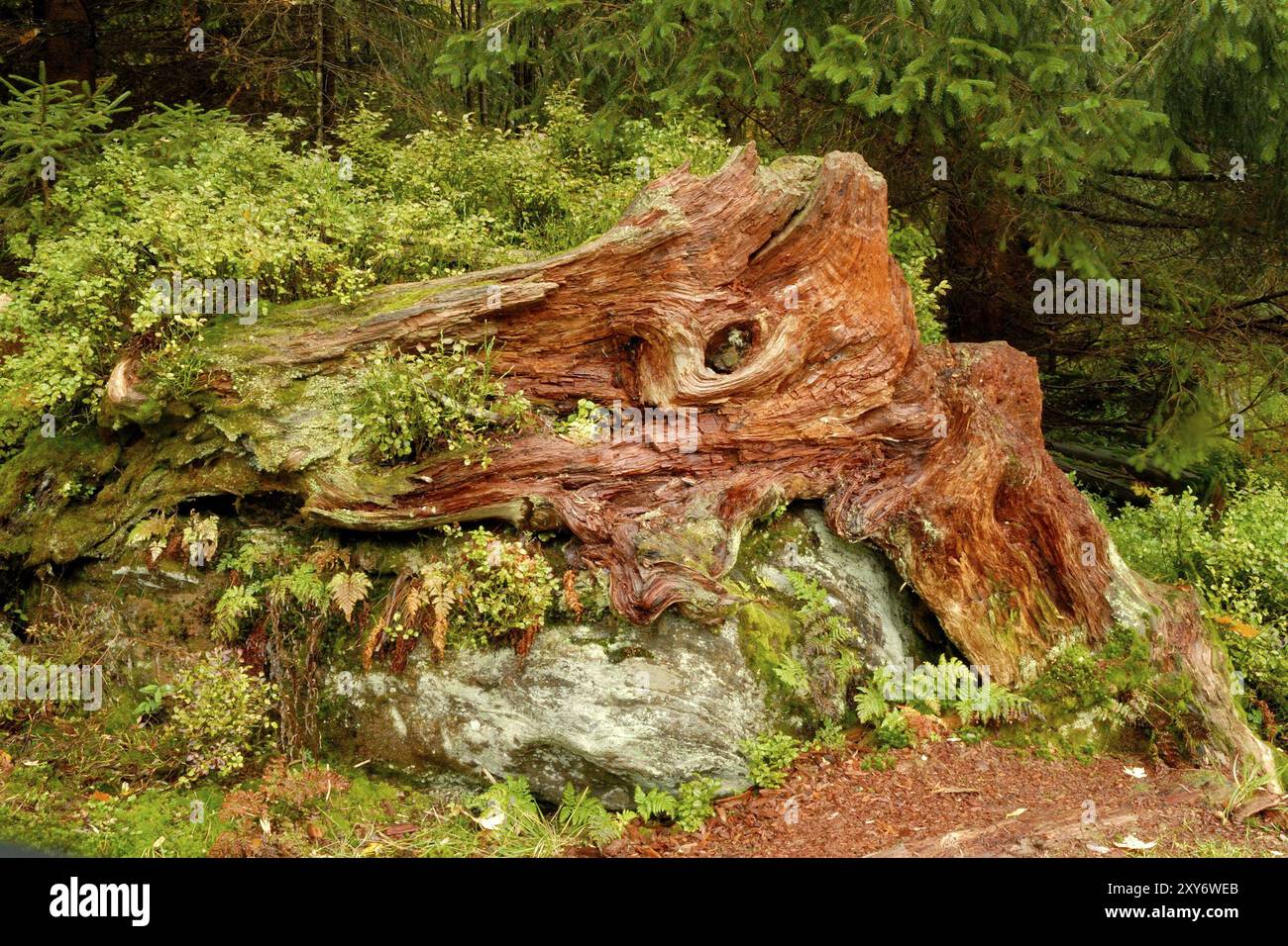 Ancient roots in the rain, against a stone Ancient roots in the rain ...