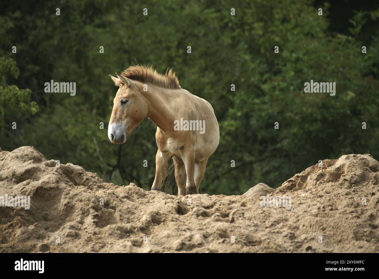 Adult animal of this highly endangered wild horse breed Stock Photo - Alamy