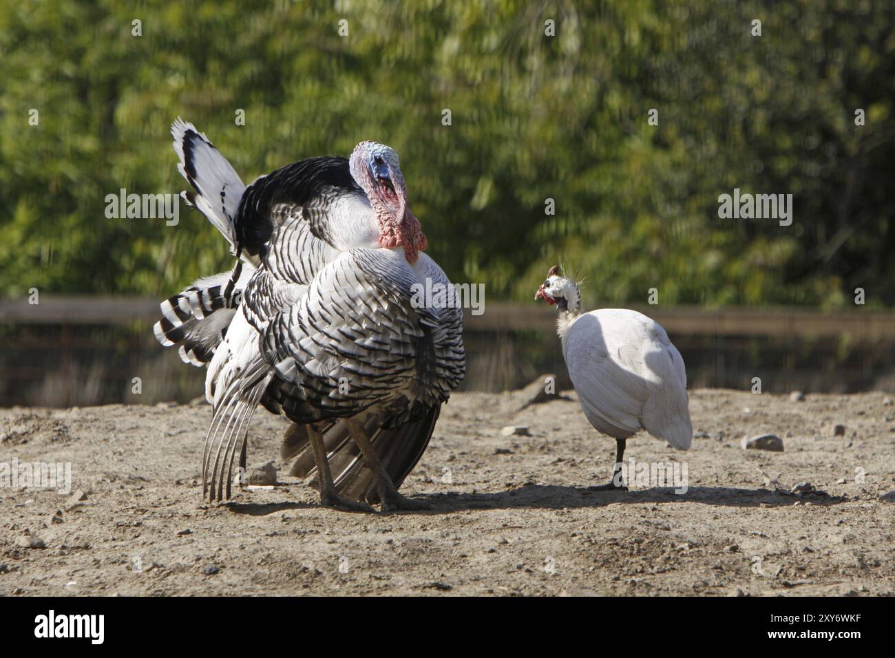 Turkey courts a guinea fowl Stock Photo - Alamy
