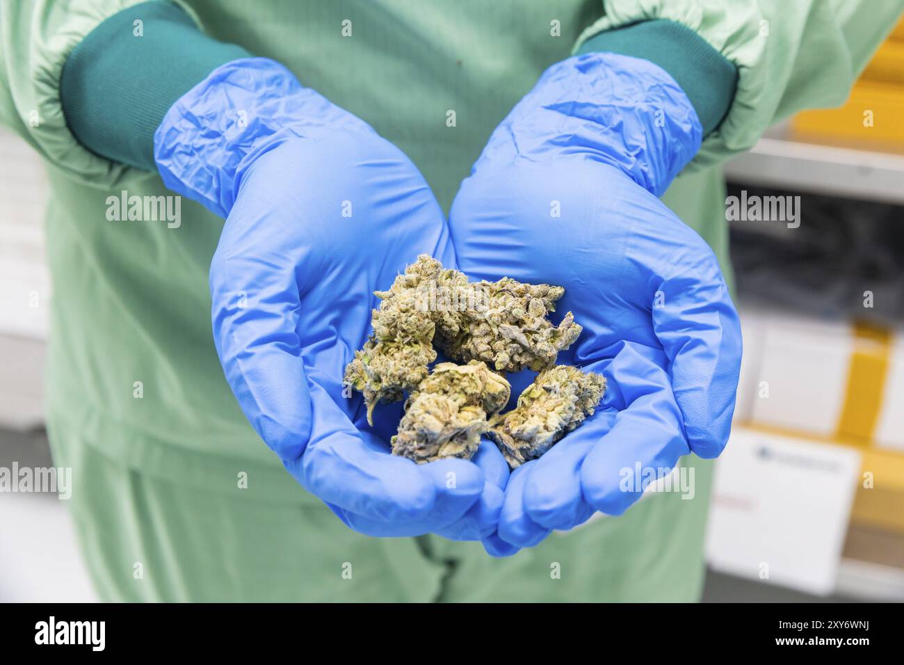 DEU/Saxony/Ebersbach The Saxon cannabis producer Demecan is now the ...