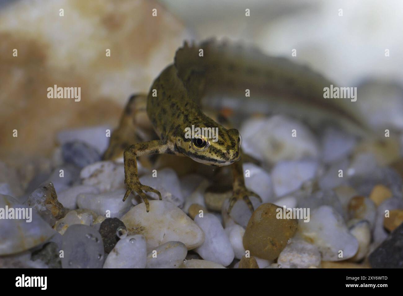 Pond newt, male, Lissotriton vulgaris, Syn.: Triturus vulgaris, smooth ...