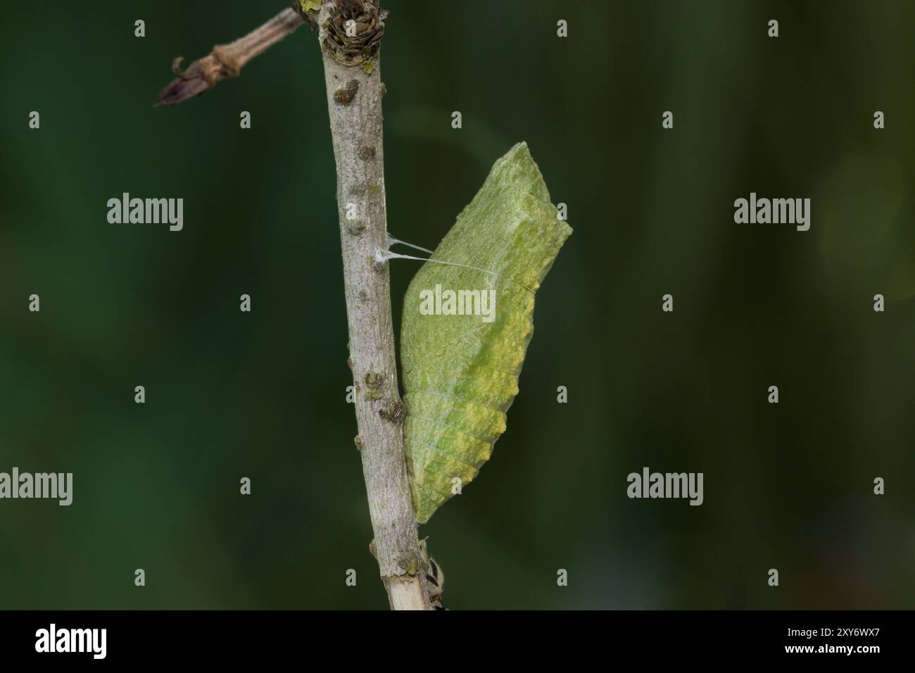 Swallowtail pupa papilio machaon hi-res stock photography and images ...