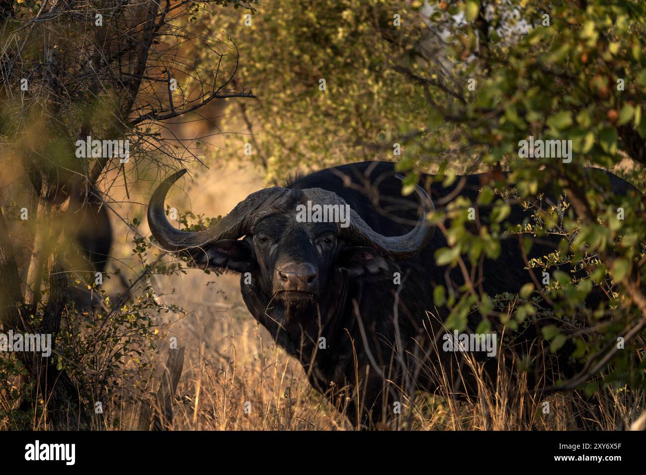 African buffalo in the bush. Calm buffalo during african safari ...