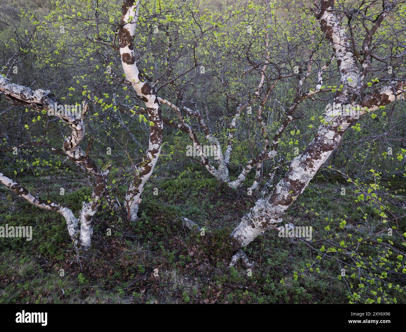 Hairy Birch (Betula pubescens), very old, stunted trees growing upon a ...