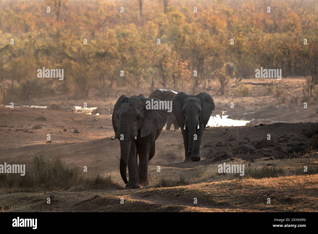 African elephant in the bush. Calm elephant during african safari ...