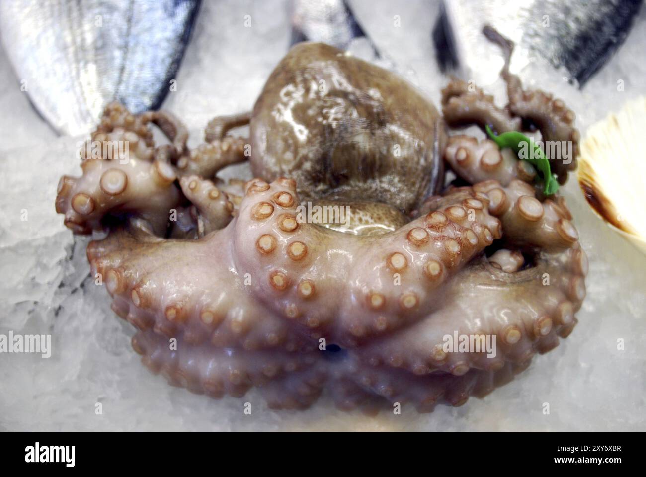 Octopus with cuttle fish hi-res stock photography and images - Alamy