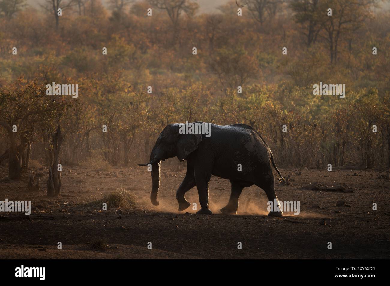 African elephant in the bush. Calm elephant during african safari ...