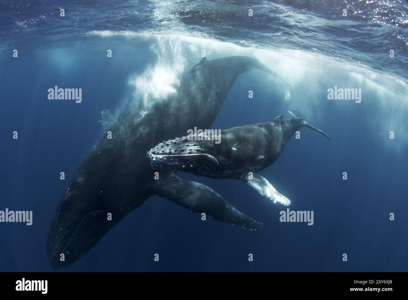 Calf of Humpback whale with the mother. Close encounter with whales in ...