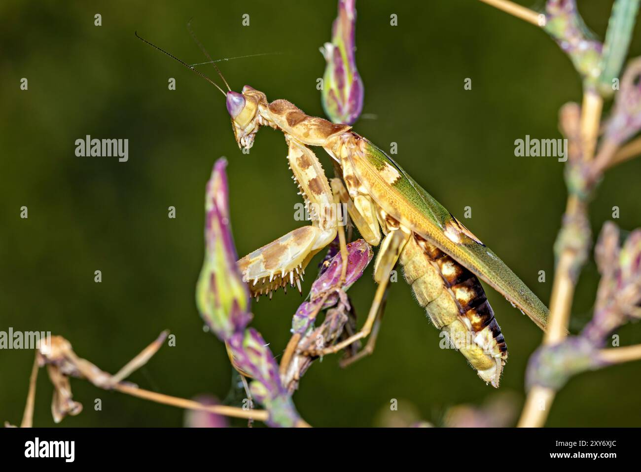 An Adult Flower Mantis in the wild Stock Photo - Alamy