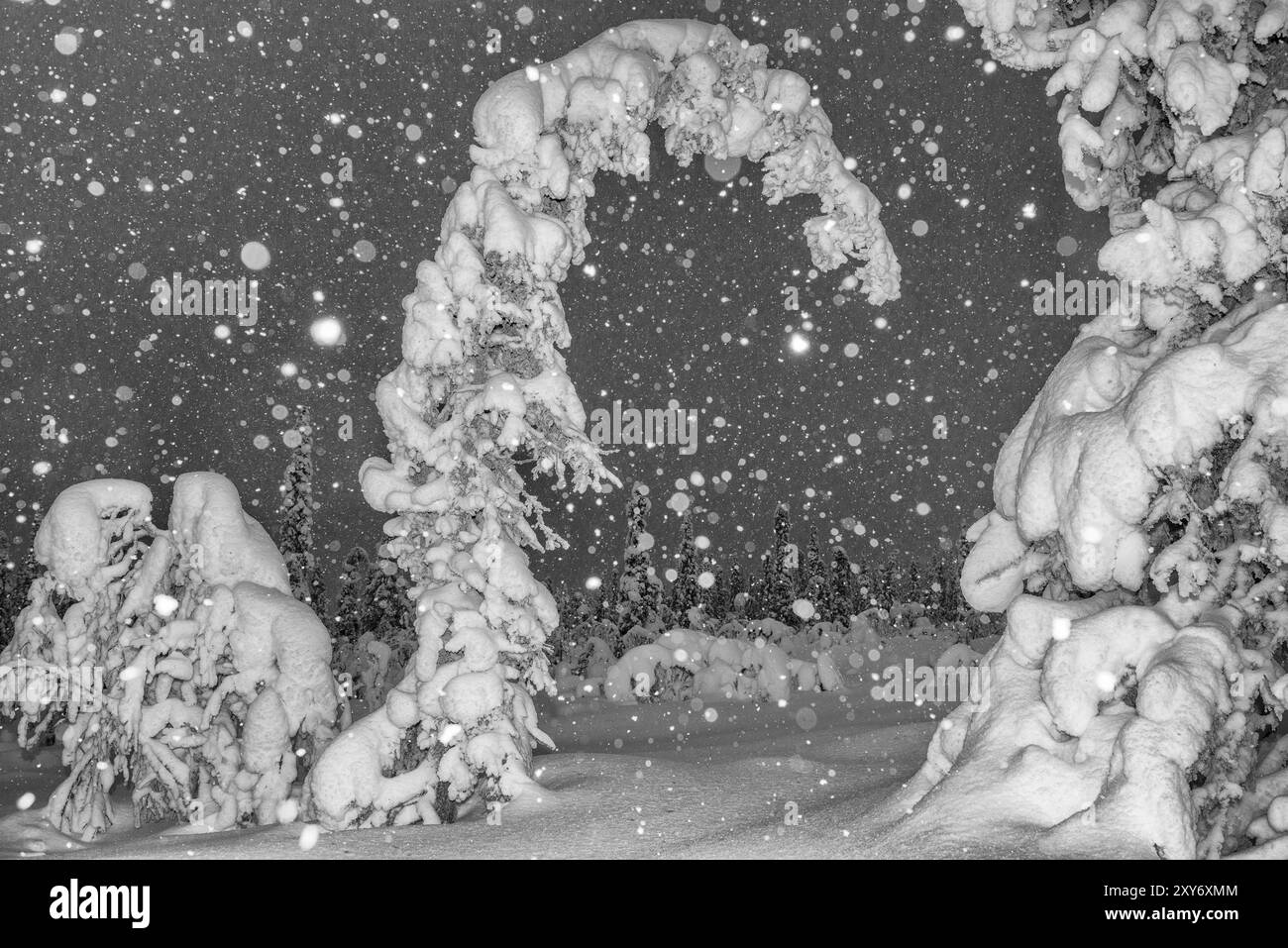 Snowfall in a snow-covered landscape, Muddus National Park, Laponia ...
