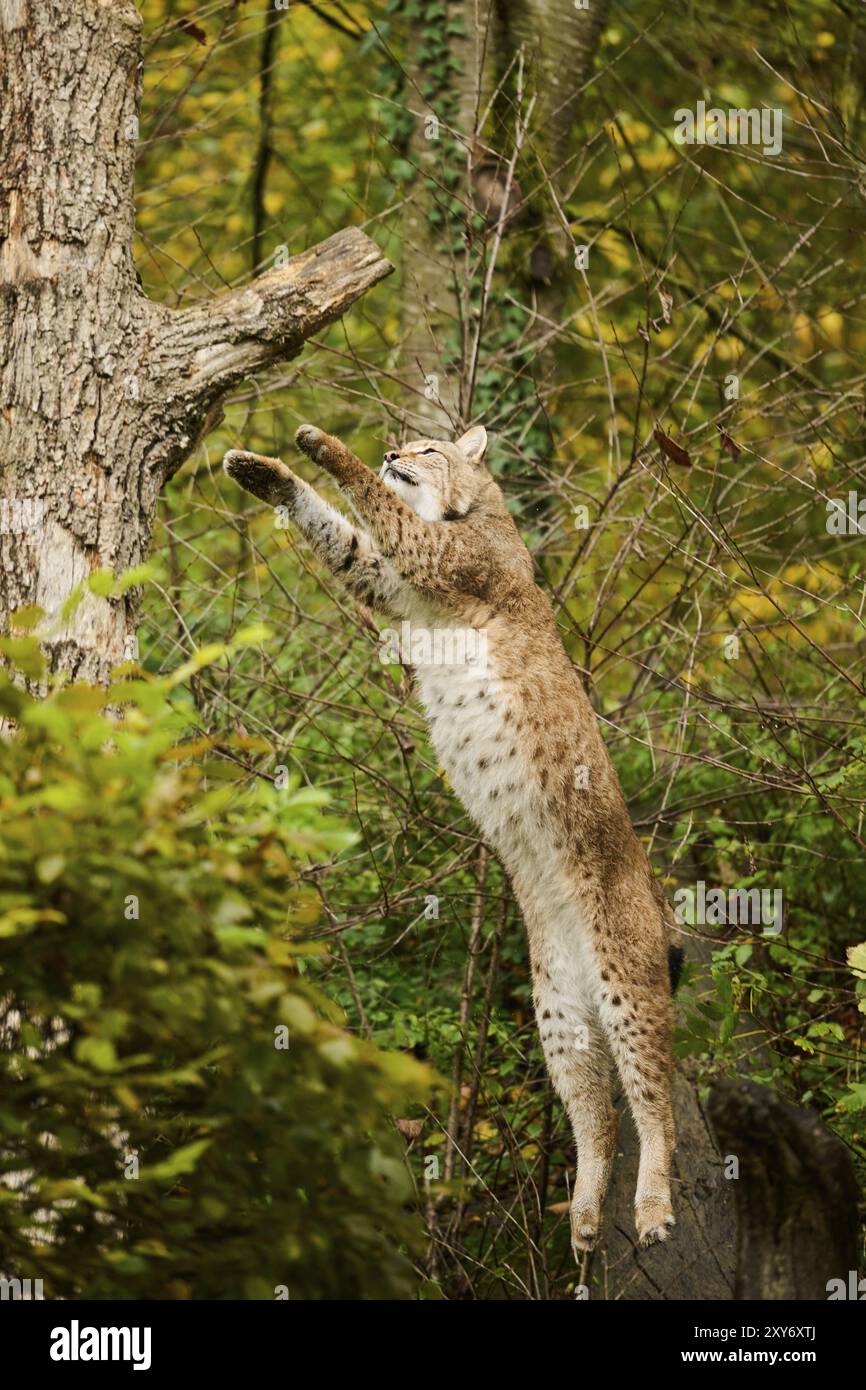 Eurasian lynx (Lynx lynx) jumping up a tree, Bavaria, Germany, Europe ...