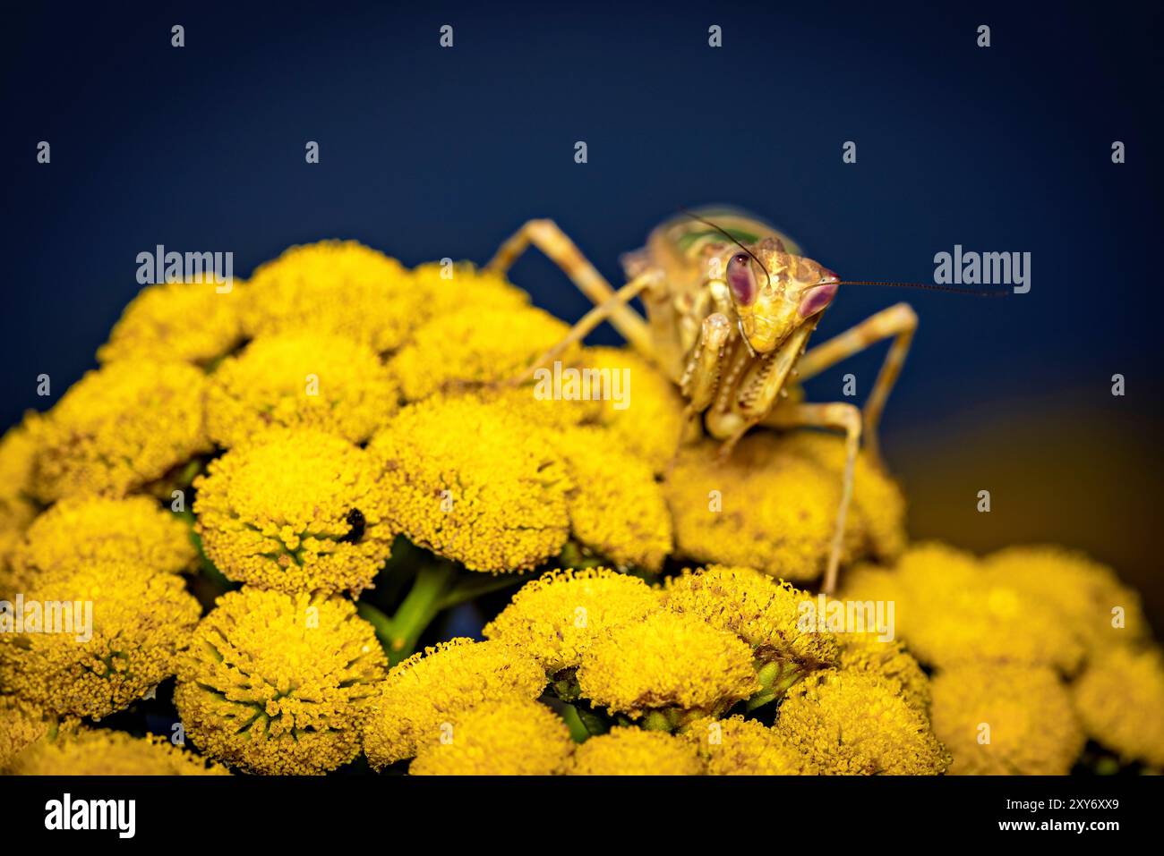Jeweled flower mantis creobroter gemmatus hi-res stock photography and ...