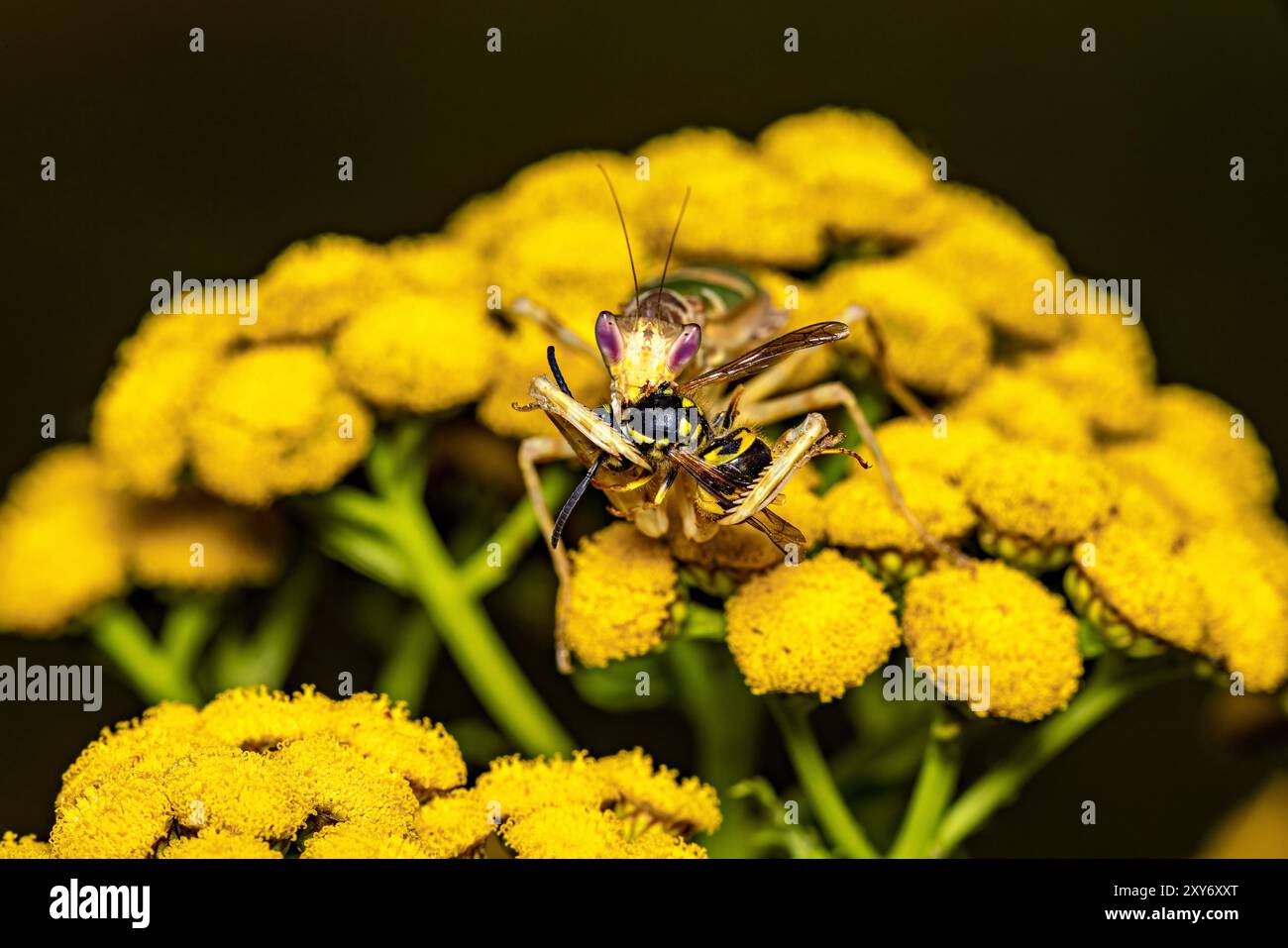 Praying mantis pose in nature hi-res stock photography and images - Alamy