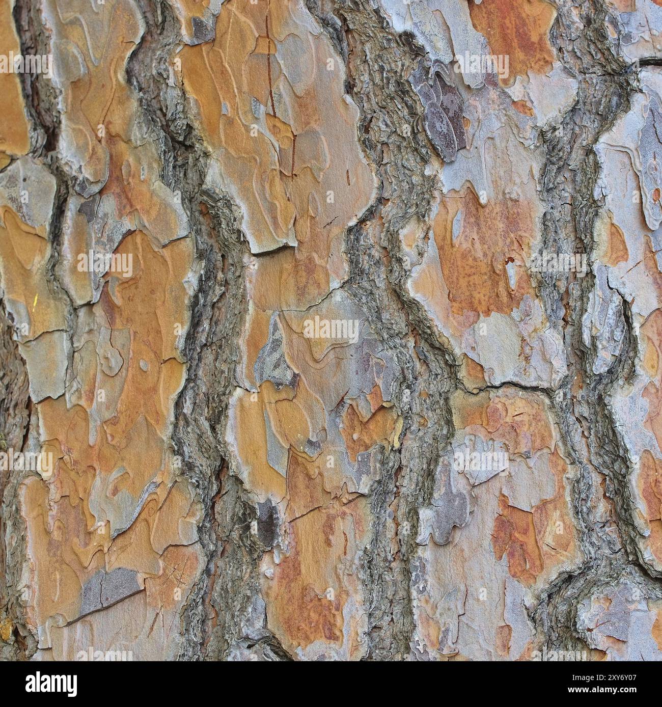 Bark italian stone pine hi-res stock photography and images - Alamy