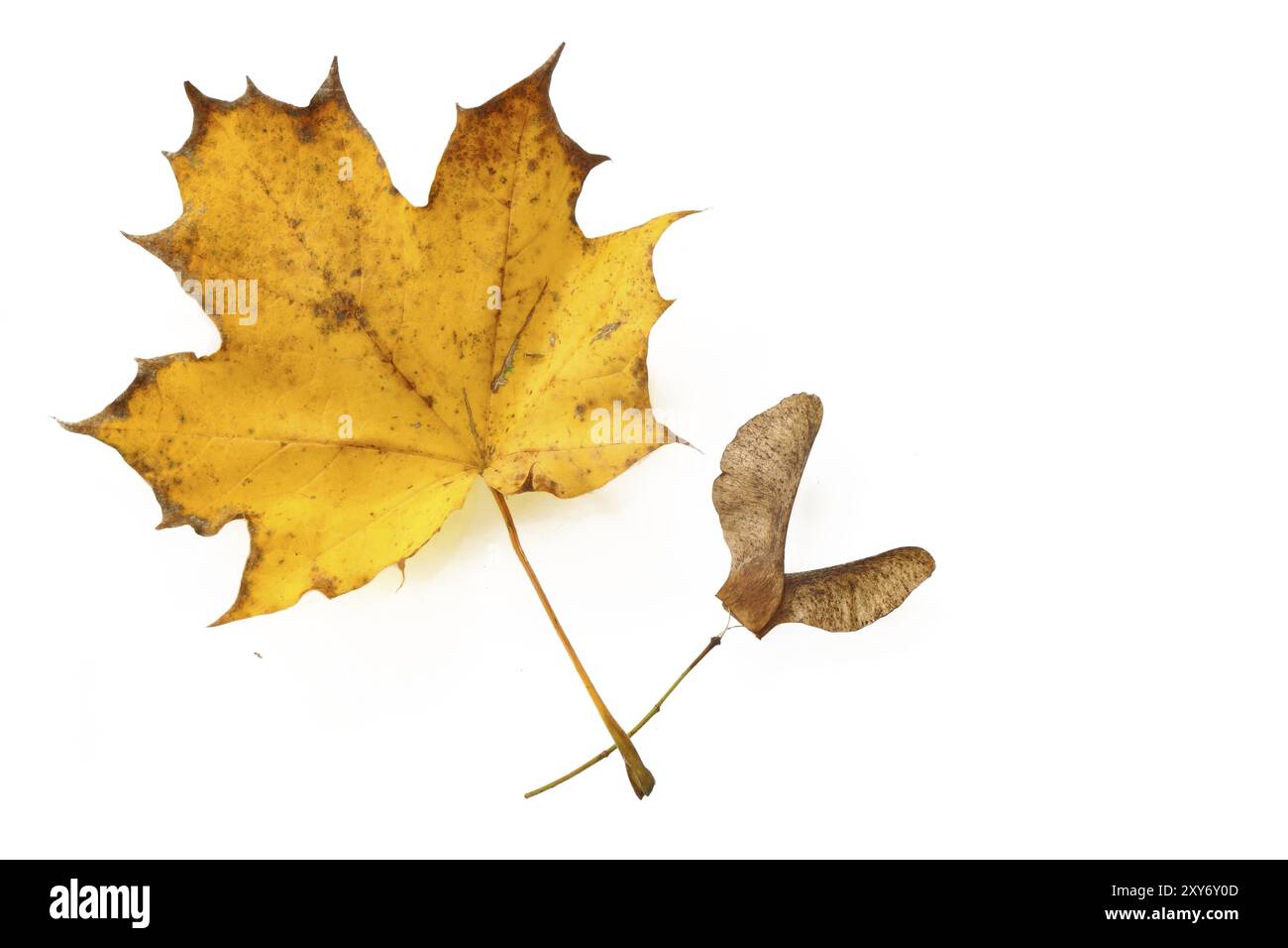 Golden autumn, single maple leave with seed, isolated on a white ...