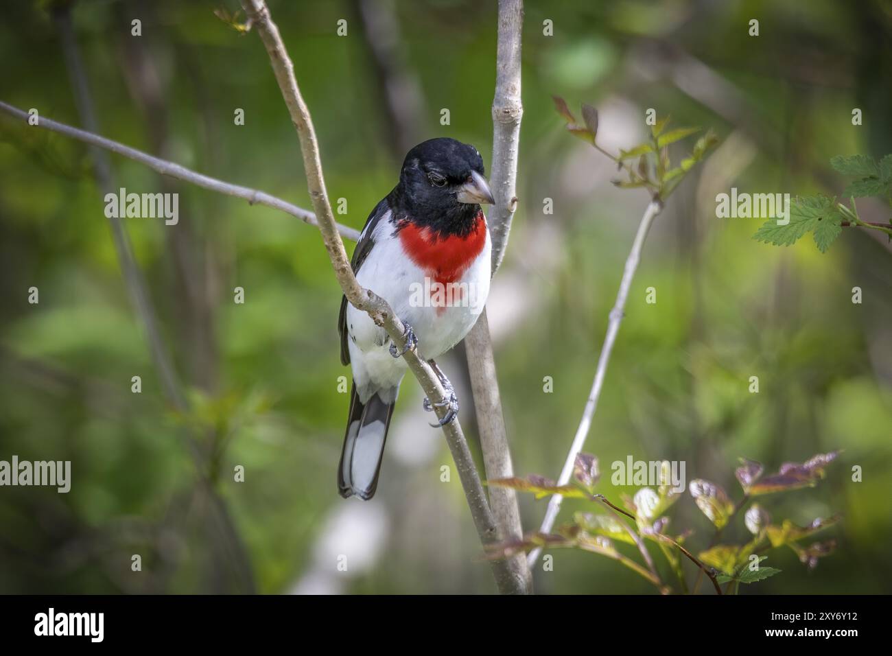 Natural scene from Wisconsin state park Stock Photo - Alamy