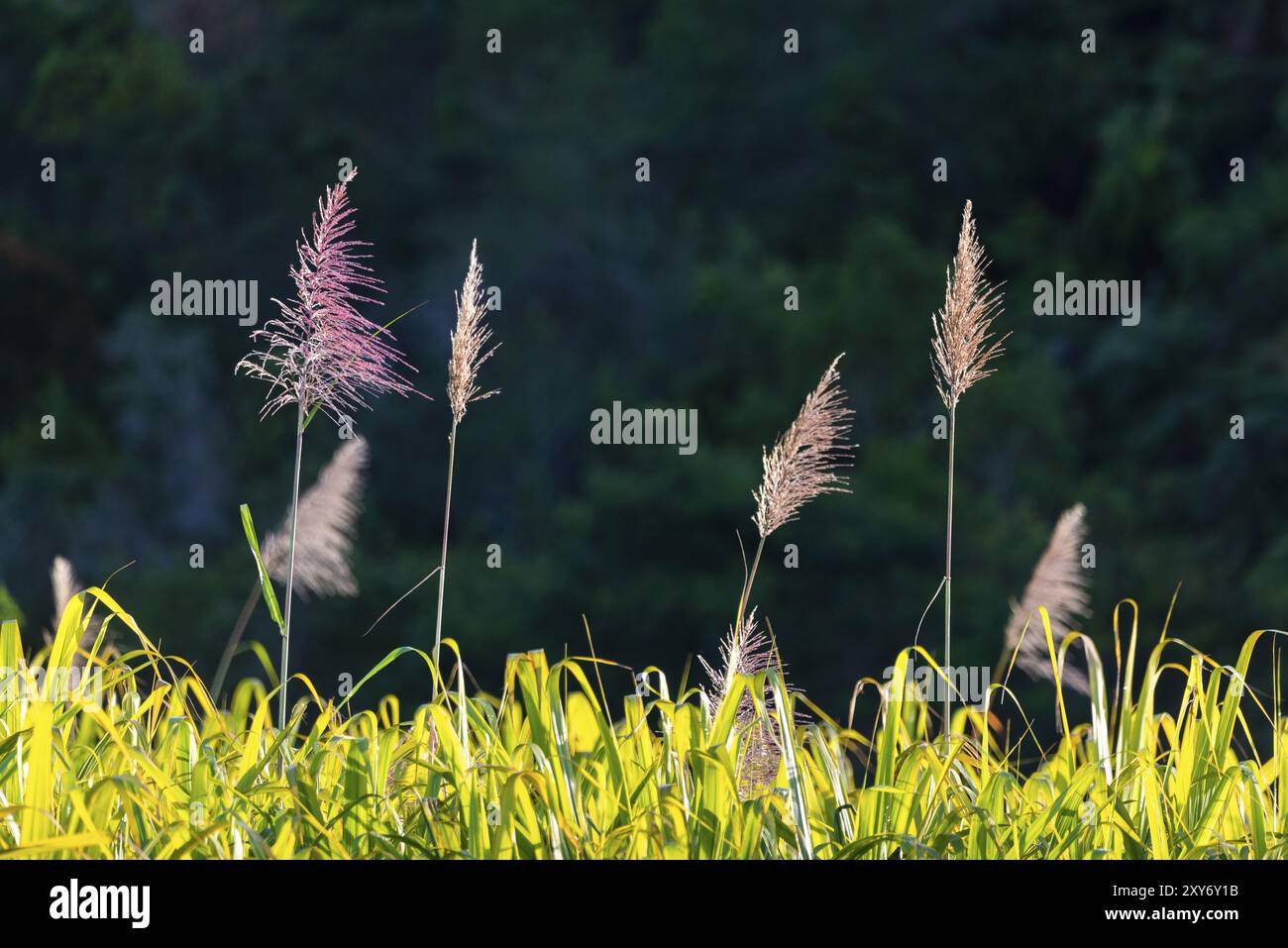 Flowers of sugar cane trees and green leaves at Reunion Island Stock ...
