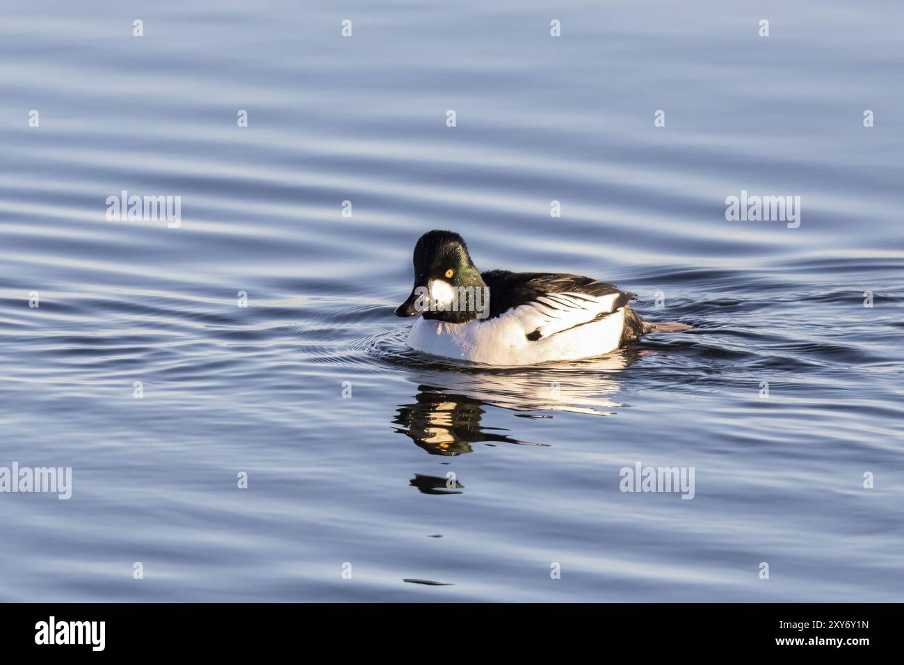 The common Goldeneye. Small diving duck, Drake, male on the river Stock ...