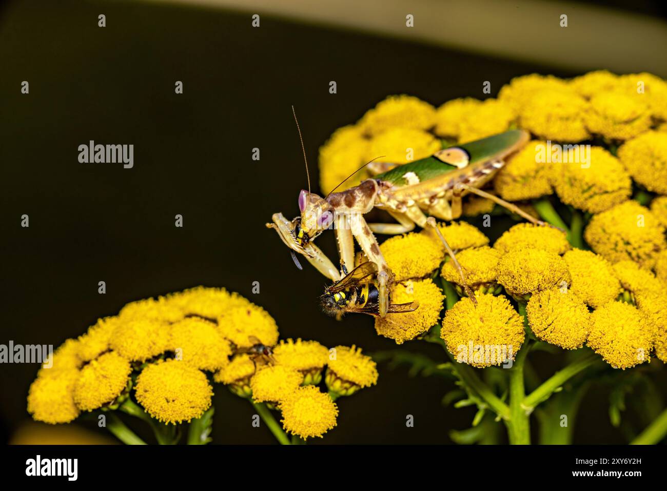 Praying mantis pose in nature hi-res stock photography and images - Alamy