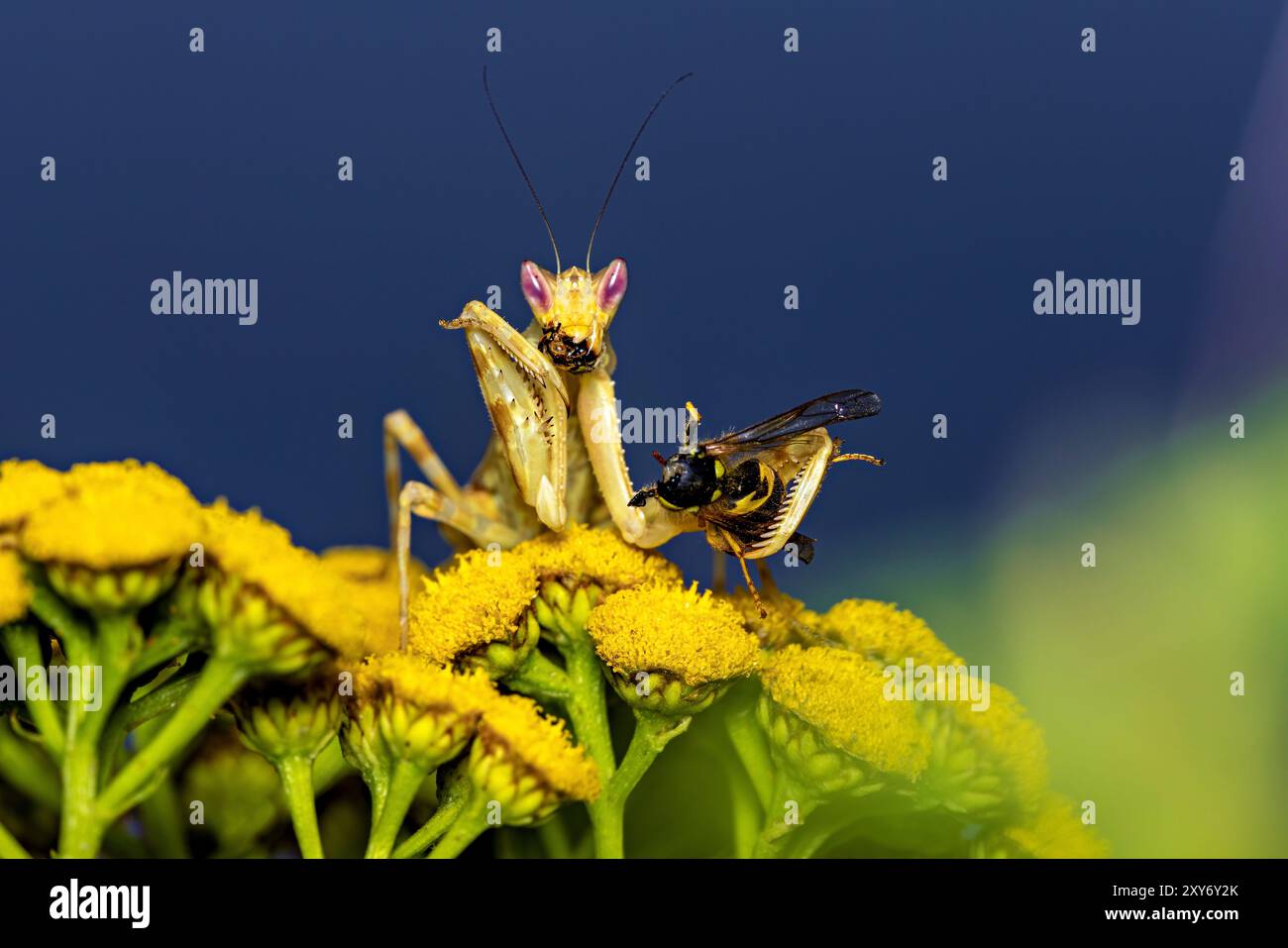 Praying mantis pose in nature hi-res stock photography and images - Alamy