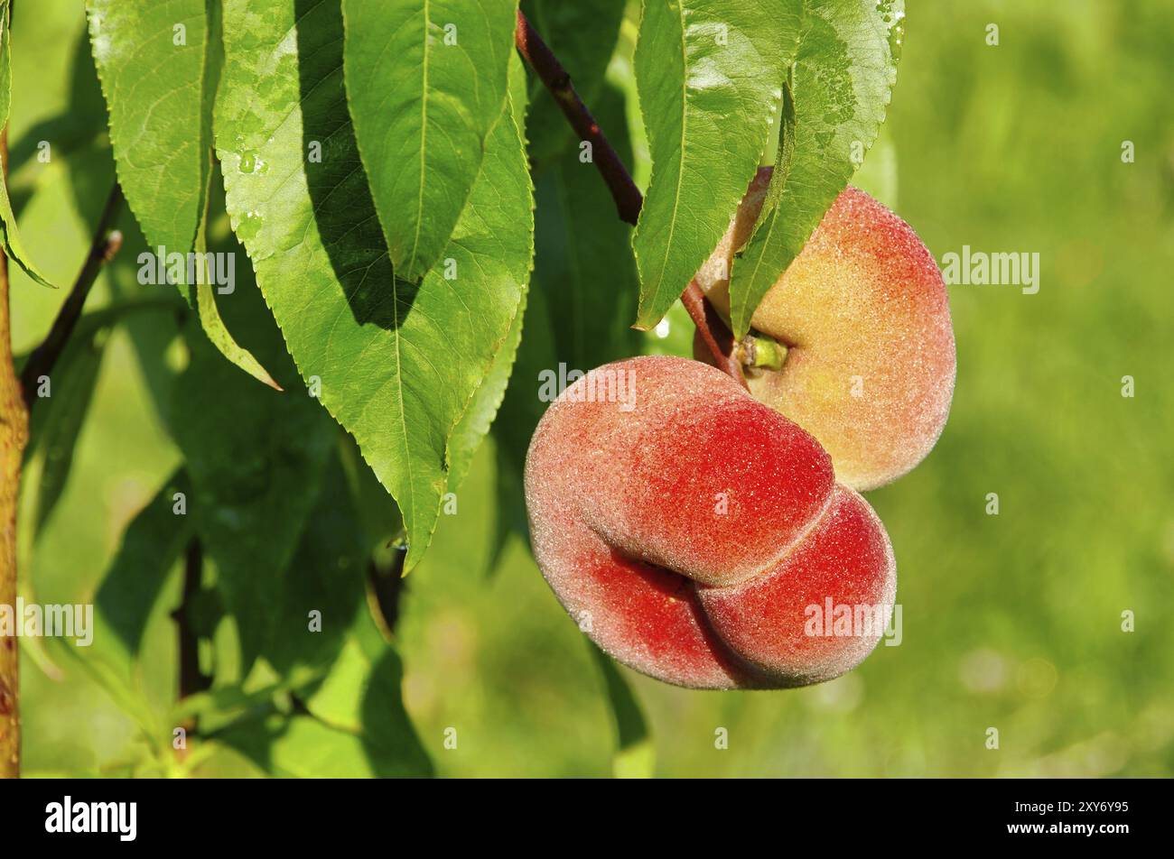 Saturn planet tree hi-res stock photography and images - Alamy