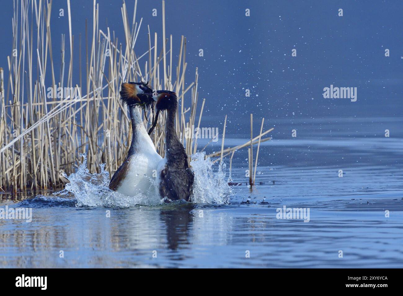 Great crested grebe displaying during mating ritual. Great crested ...