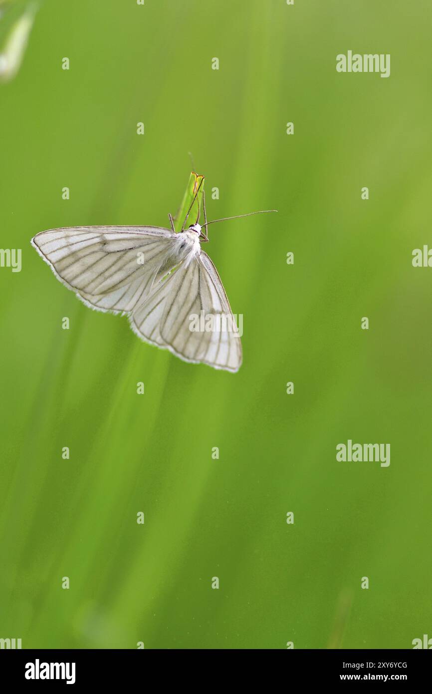 Hard hay moth on a blade of grass. Siona lineata, the black-veined moth ...