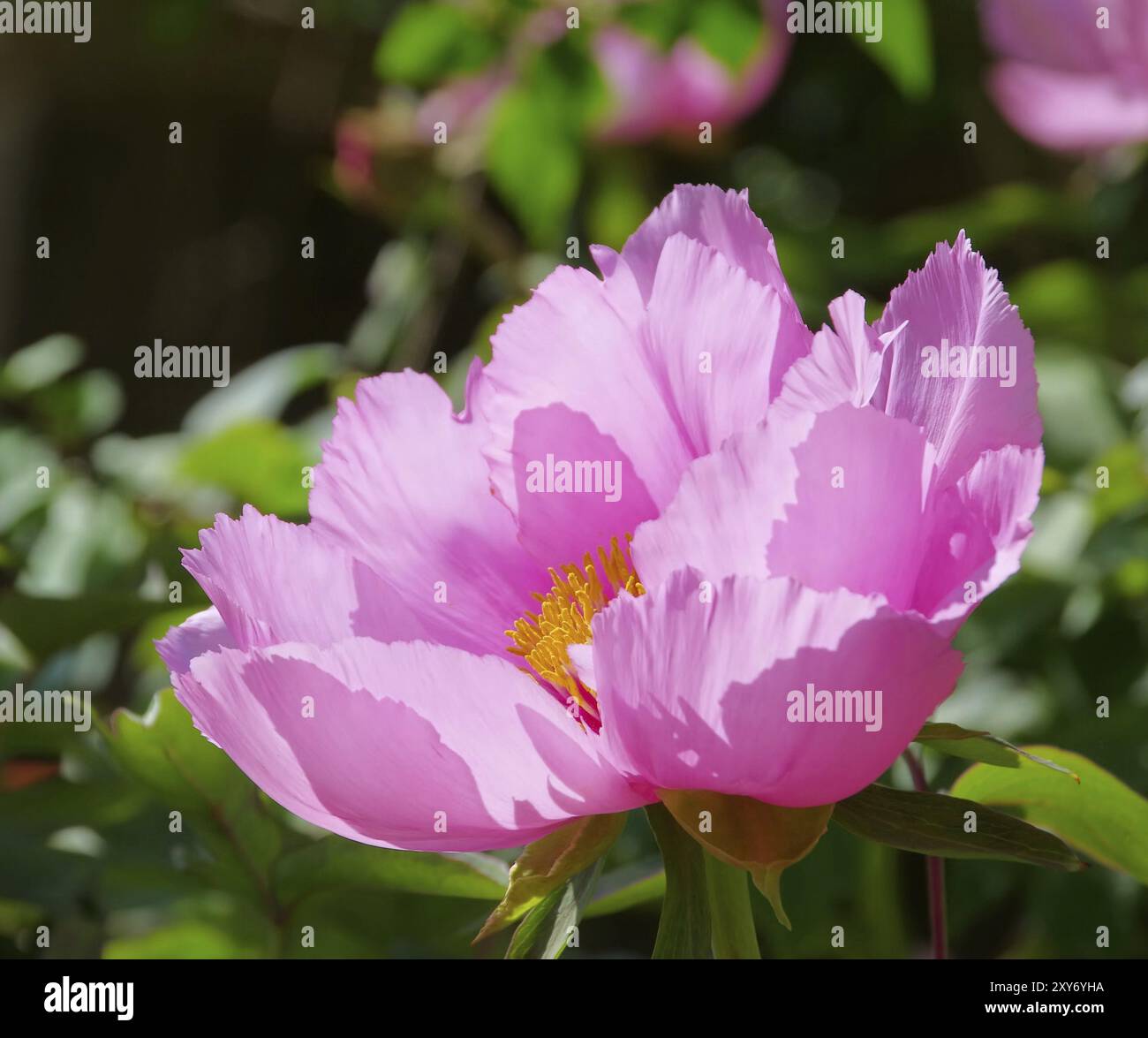 Pink tree peony flowering shrub hi-res stock photography and images - Alamy