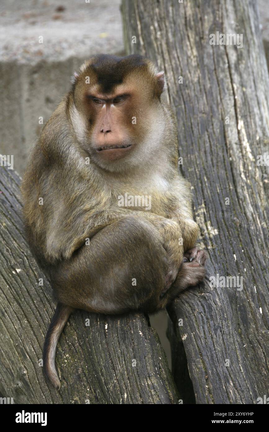 Pig monkey hi-res stock photography and images - Alamy