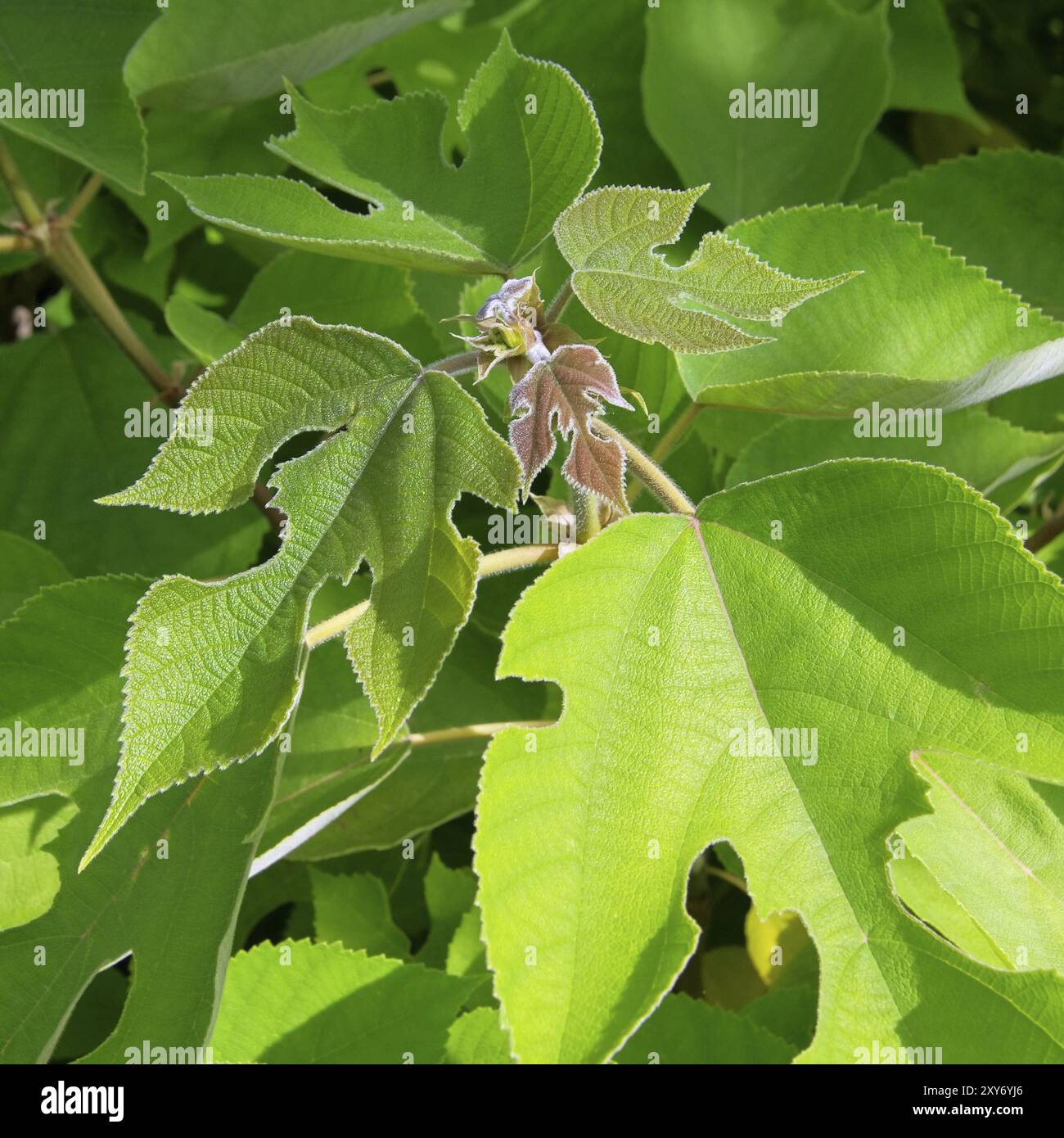 Paper mulberry tree, Paper mulberry 04 Stock Photo - Alamy