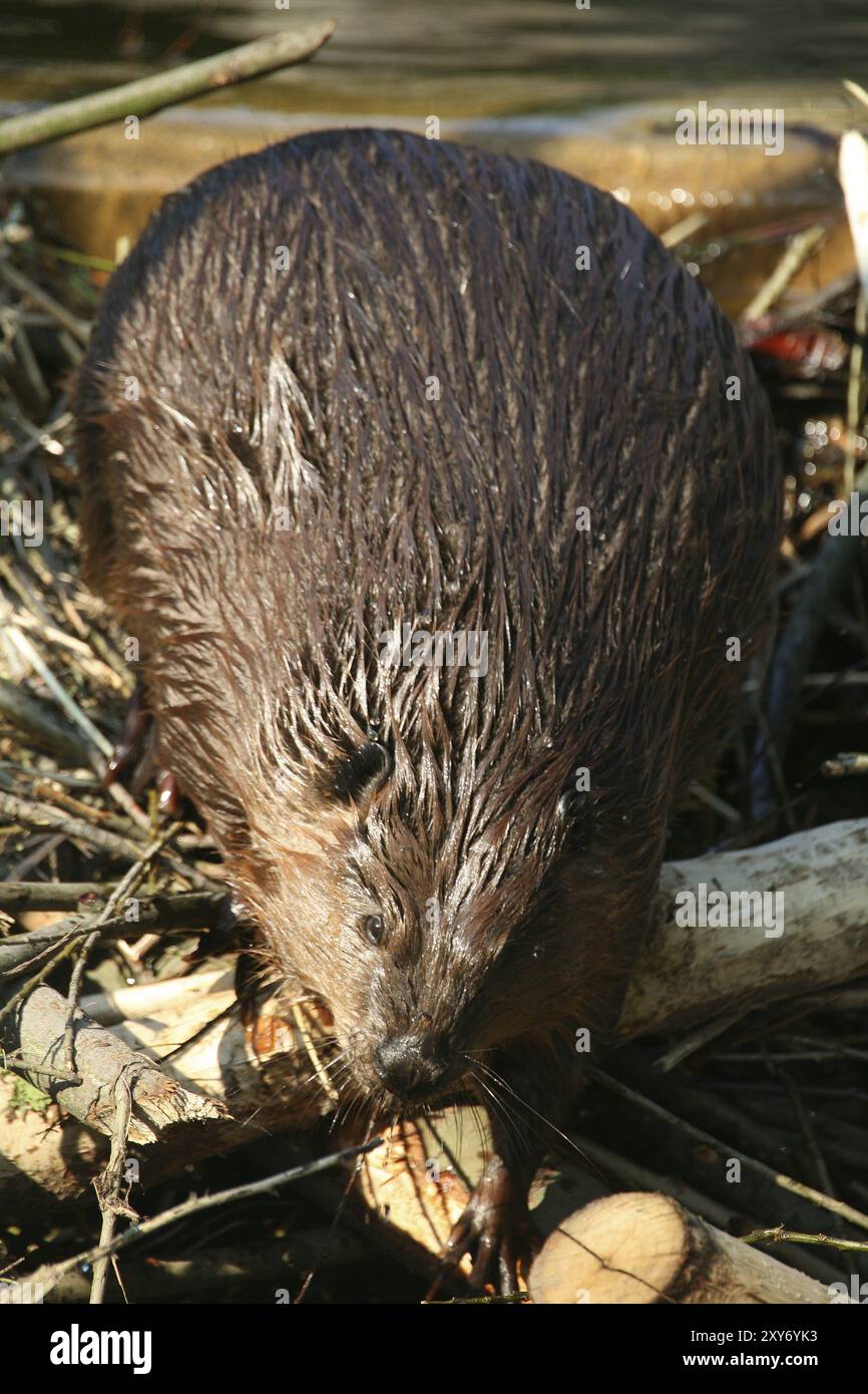 North American Beaver (Castor canadensis Stock Photo - Alamy