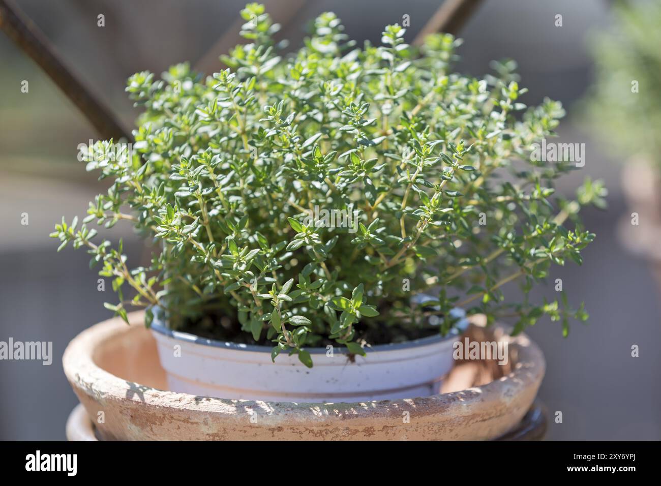 Ball thyme in a clay pot Stock Photo - Alamy