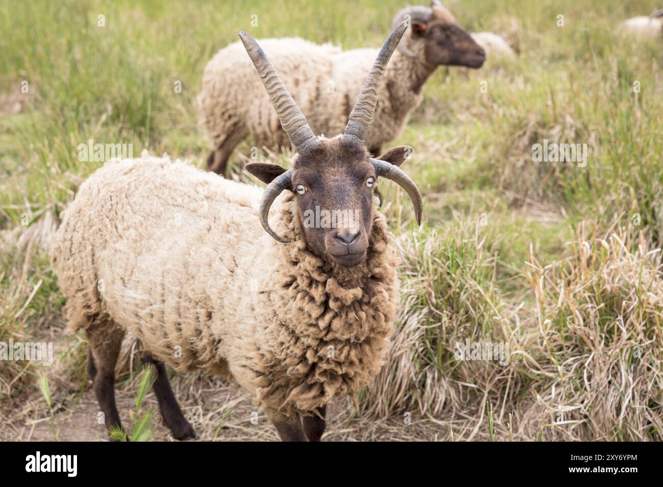 Jacob sheep in a meadow Stock Photo - Alamy