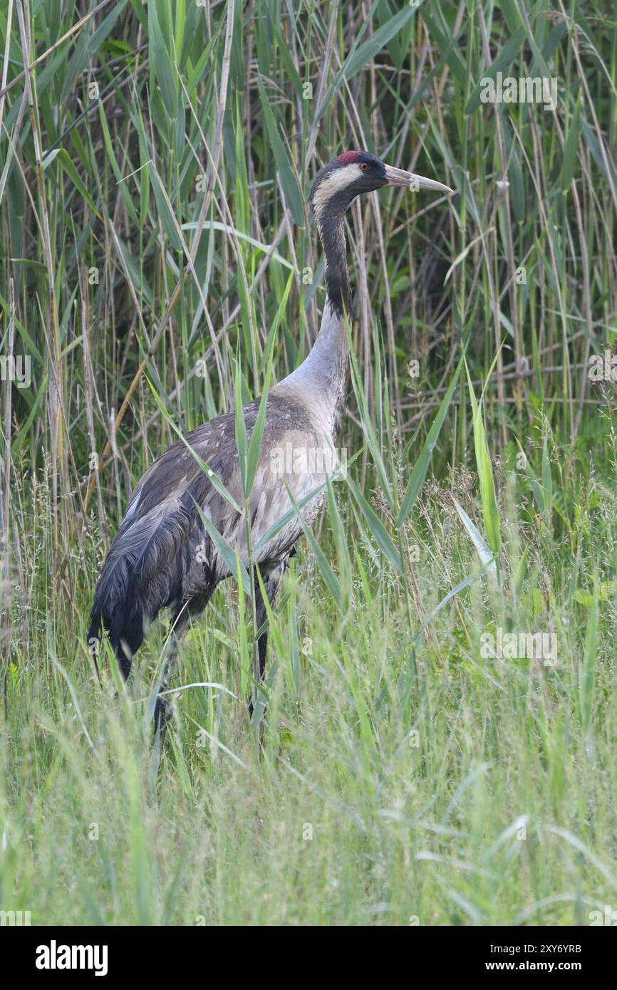 Common Crane family in a meadow Stock Photo - Alamy