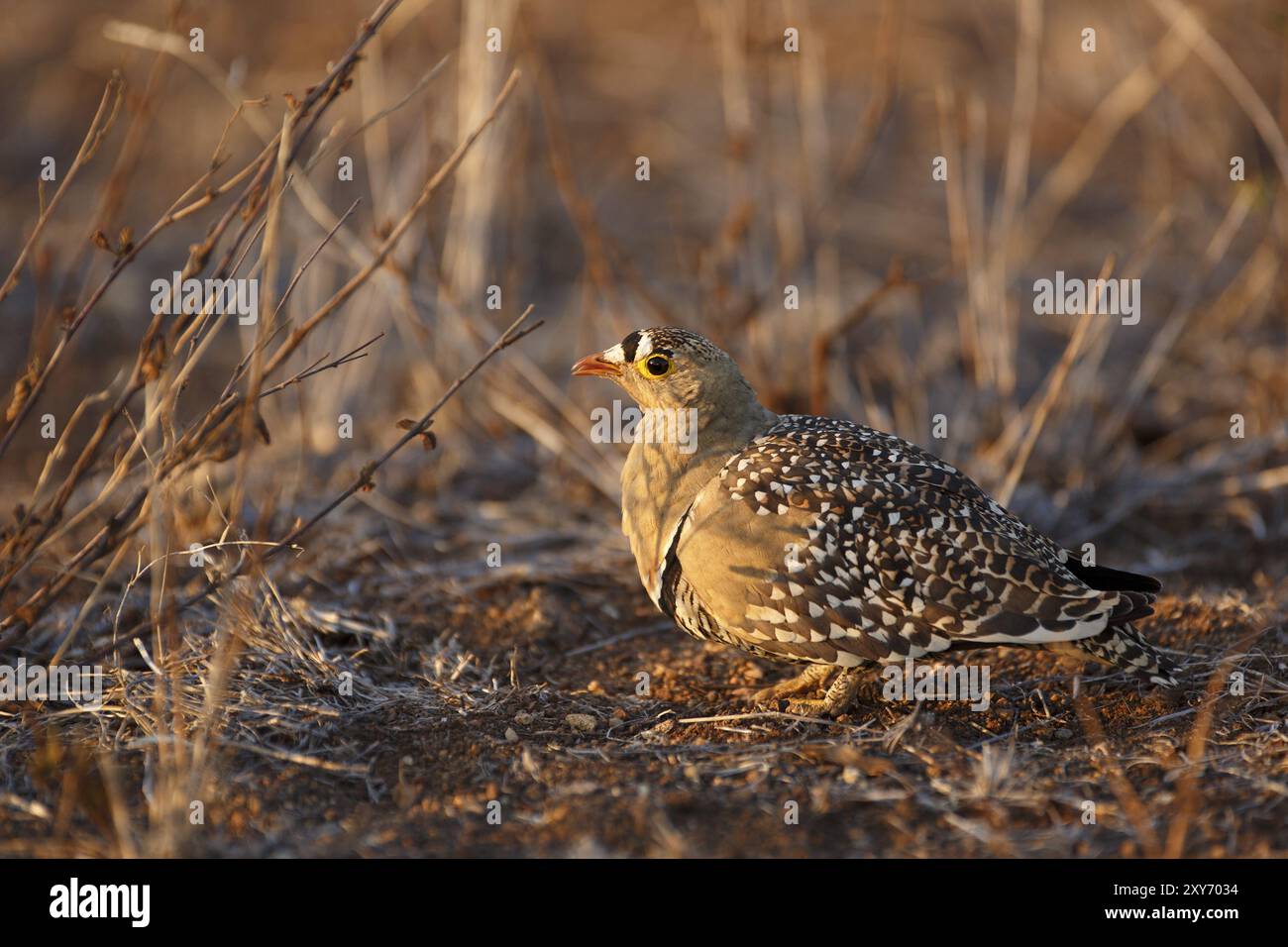 African grouse hi-res stock photography and images - Alamy