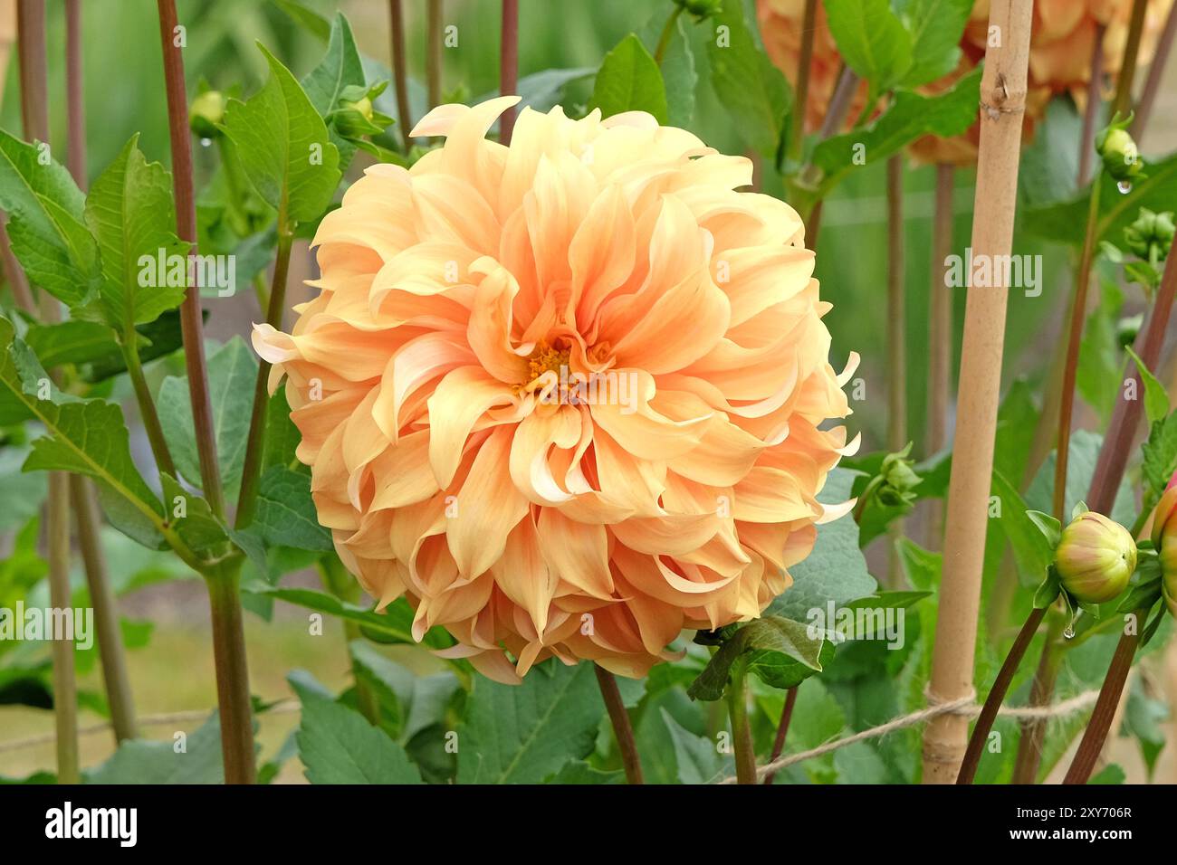 Dahlia great hercules hi-res stock photography and images - Alamy