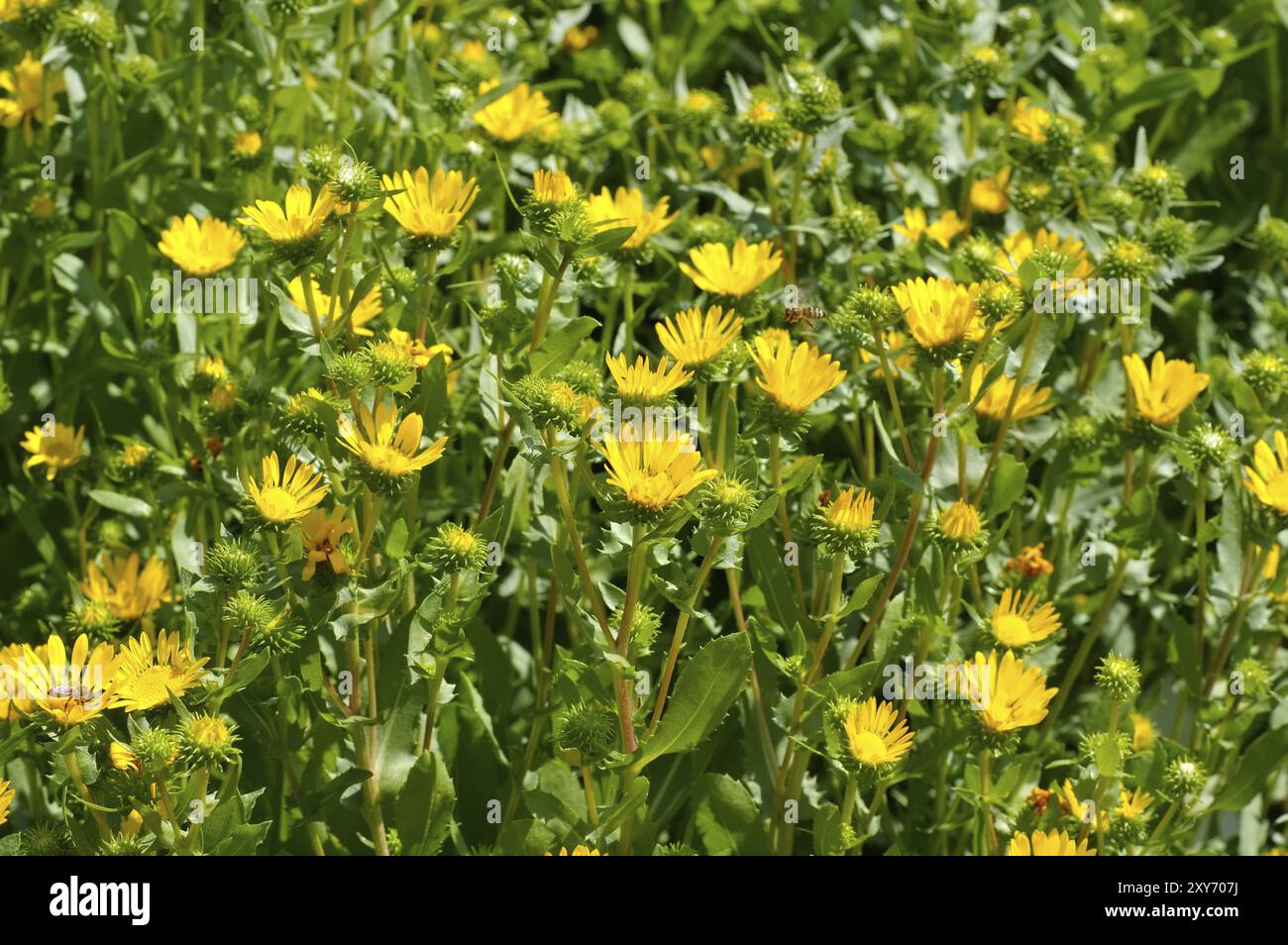The medicinal plant Grindelia, Grindelia robusta, the herbal plant gumweed Stock Photo - Alamy