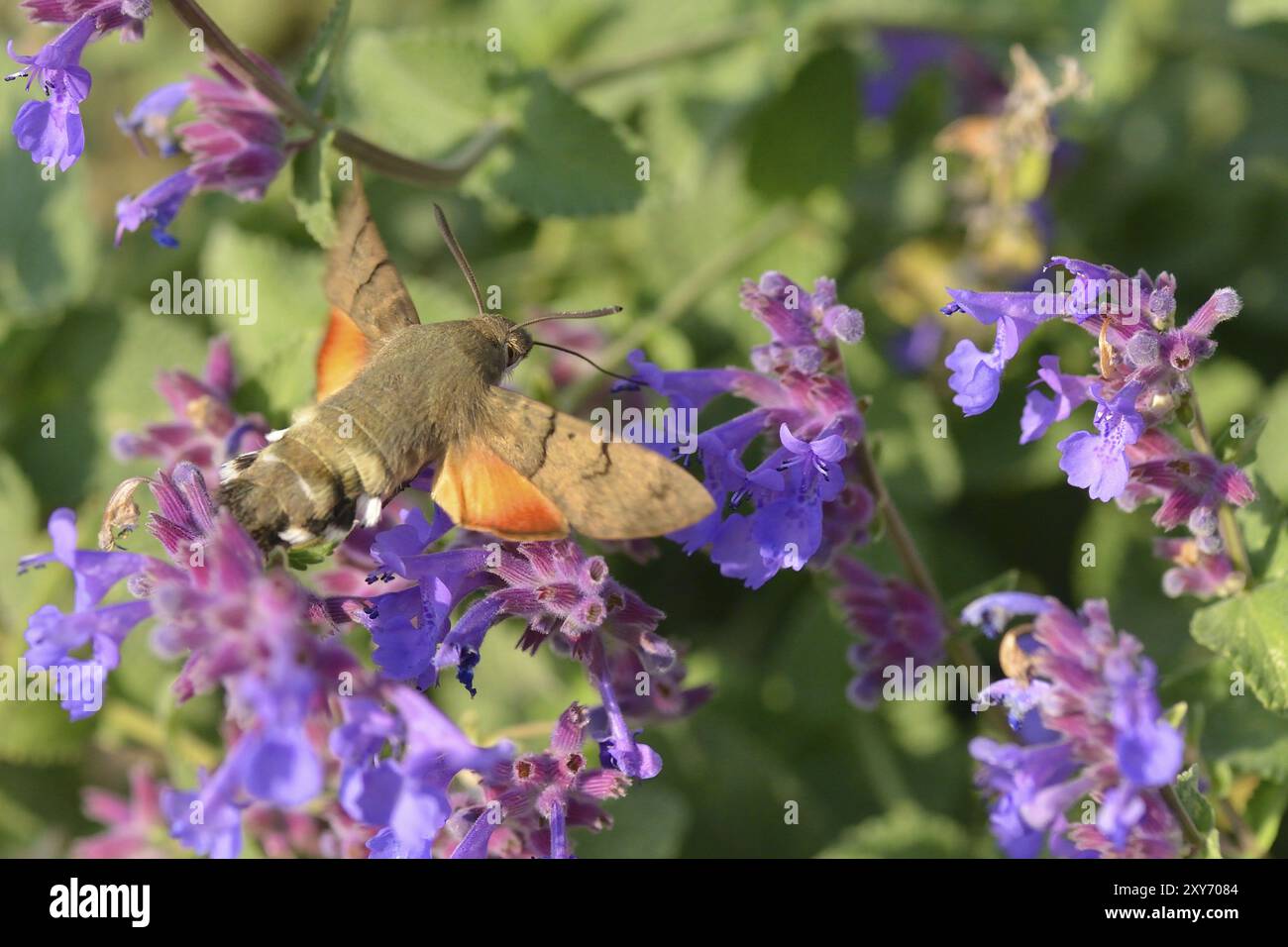 Hummingbird hawk-moth in a swirling flight. Pigeon-tailed hawk-moth in ...