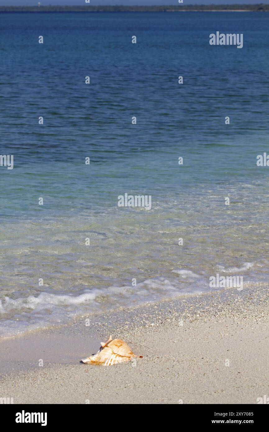 Cuban snails hi-res stock photography and images - Alamy