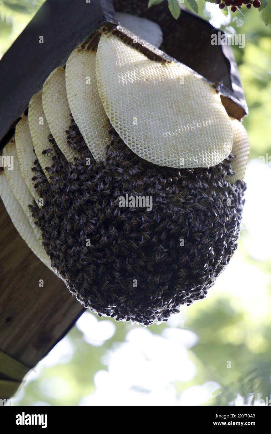 Swarm of wild bees Stock Photo - Alamy