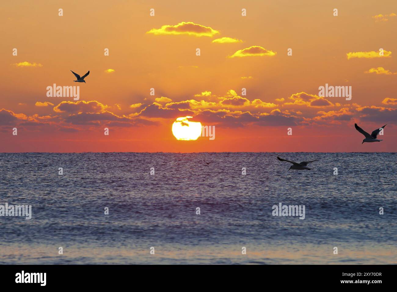 Red rising sun above the dark blue sea with seagulls Stock Photo - Alamy