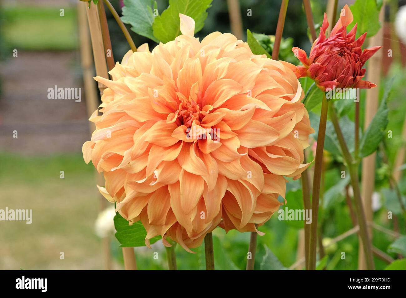 Dahlia great hercules hi-res stock photography and images - Alamy