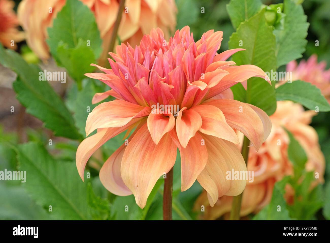 Dahlia great hercules hi-res stock photography and images - Alamy