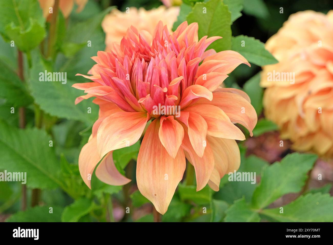 Dahlia great hercules hi-res stock photography and images - Alamy