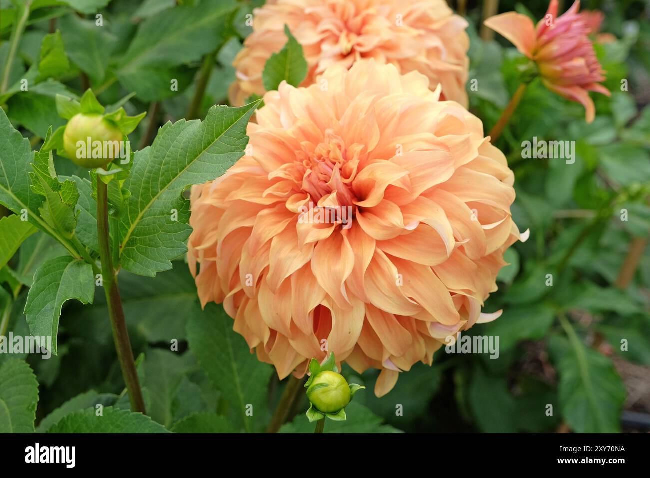 Dahlia great hercules hi-res stock photography and images - Alamy