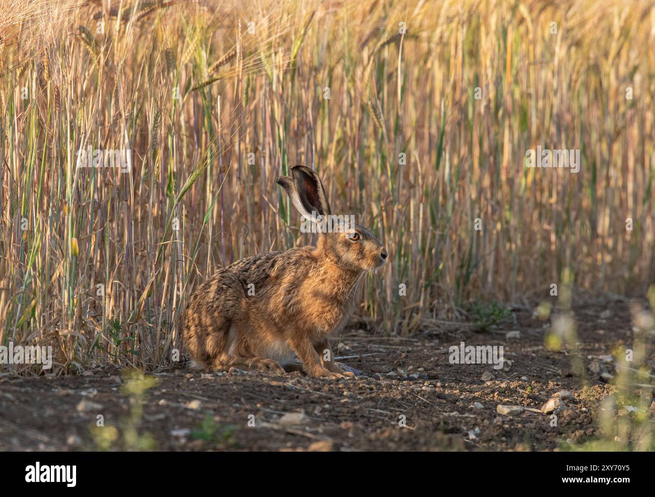 A shy Brown Hare ( Lepus europaeus) , sitting against the ripening ...